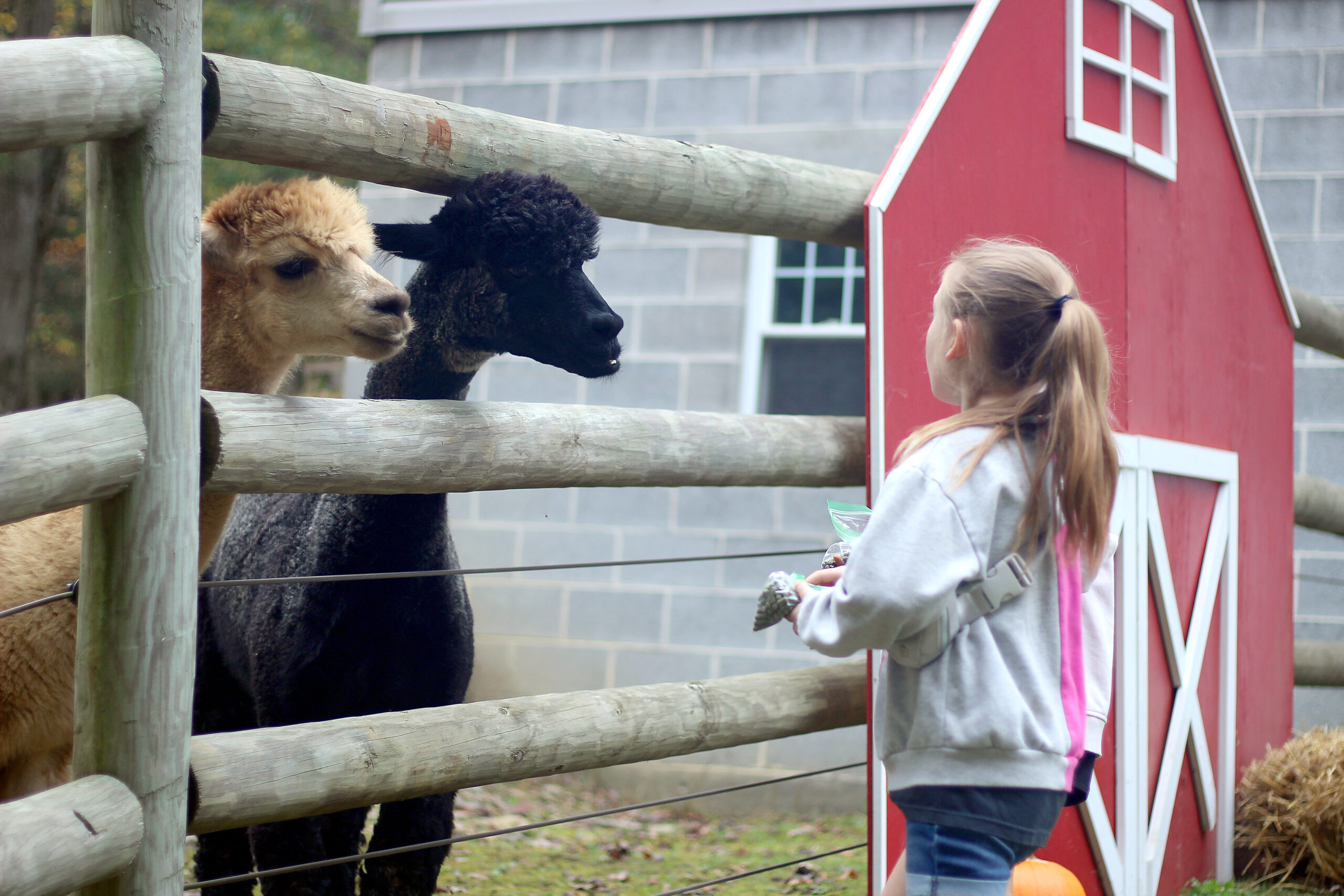 feeding alpacas alpaca story | News, Sports, Jobs - Altoona Mirror